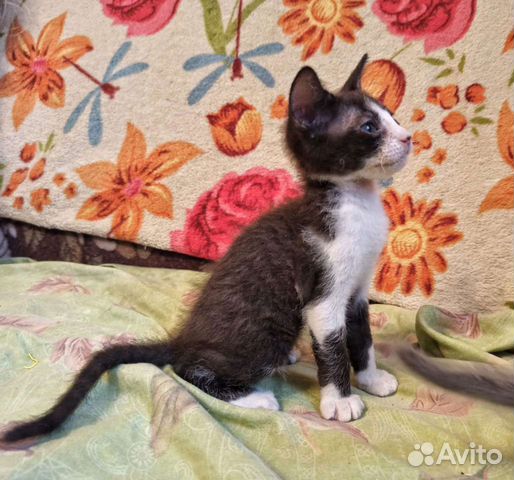 Кошечка