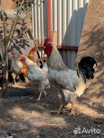 Домашние петухи и куры