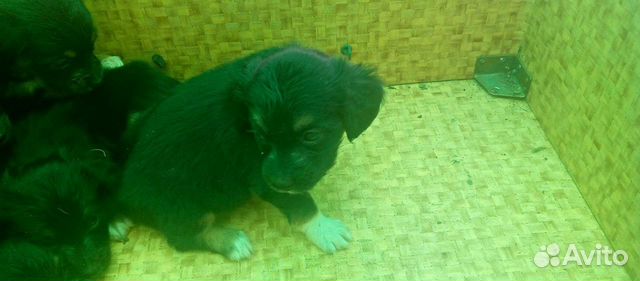 Отдам щенка в хорошие руки. Шесть щенков, вырастут