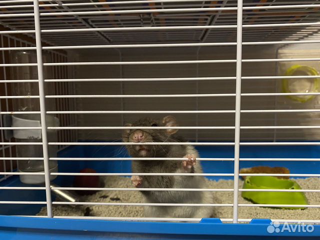 Крыса домашняя