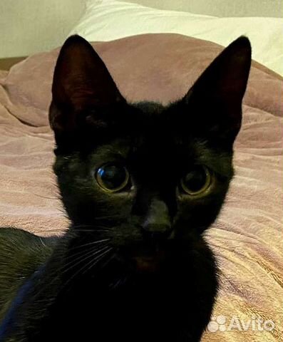 Нужна передержка,или дом,не куда идти