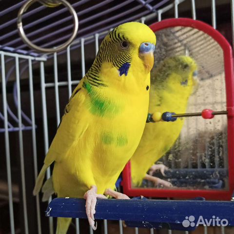 Волнистый попугай с клеткой