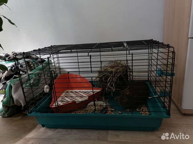 Морская свинка