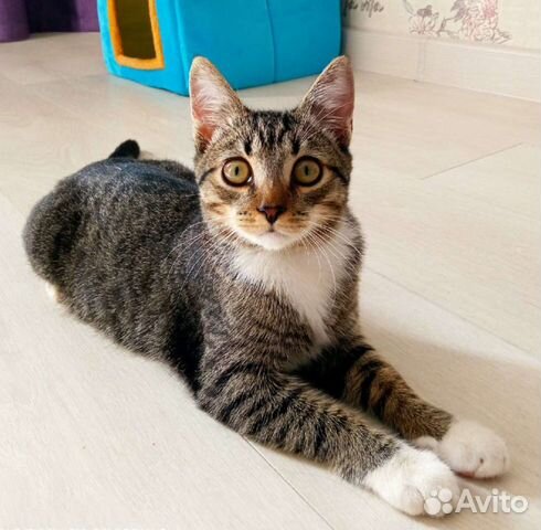 Котик в ответственные руки