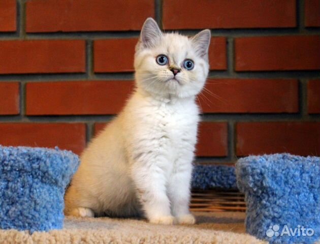 Голубоглазые шиншиллки