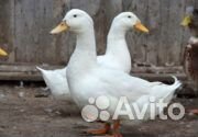 Утка башкирская