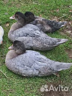 Продаются Индоутки