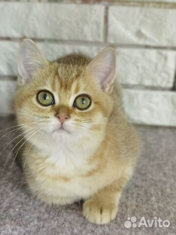 Выставочная британская девочка