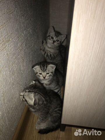 Вислоухие котята