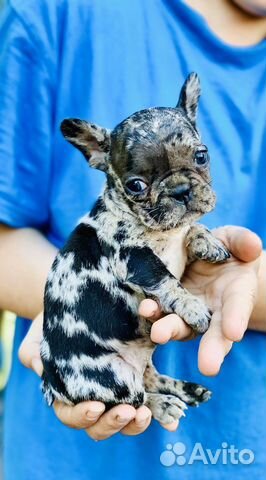 Французские бульдожки эксклюзивных окрасов