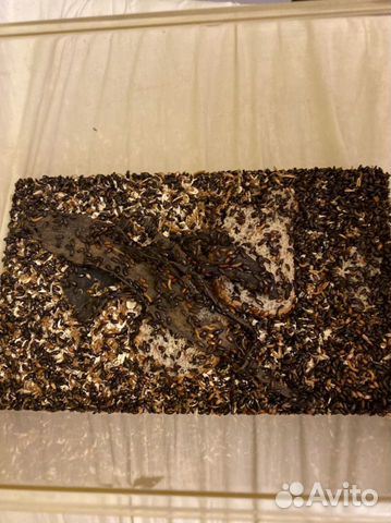 Жуки и личинки знахаря, живой белковый корм