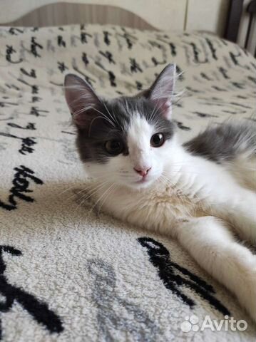 Котеночек в дар