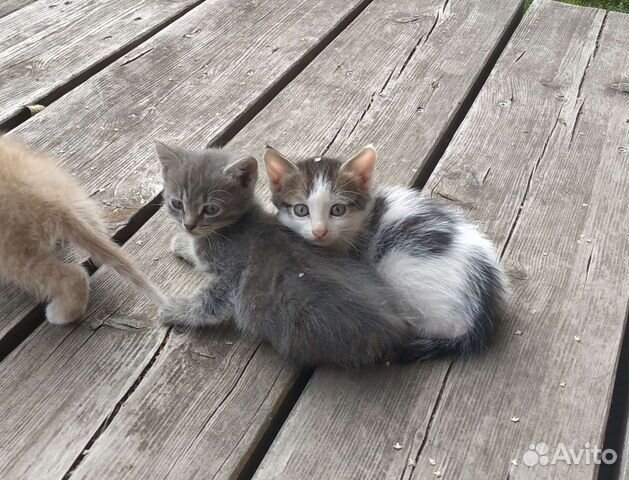 Котята