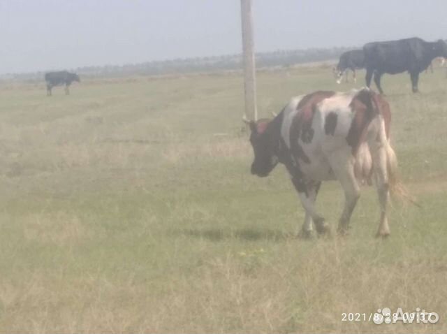 Коровы дойные молочные