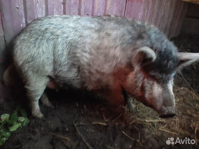 Хряк венгерской мангалицы, свиноматки кармалы и ко