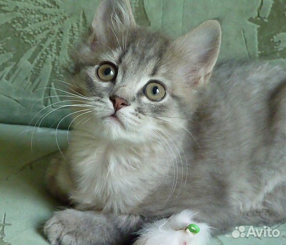 Малявка премудрая