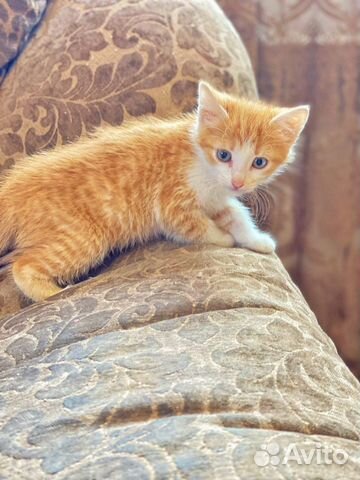 Котята мальчики в добрые руки
