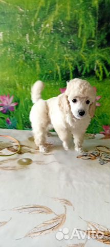 Пудель белый. Щенок. Мальчик