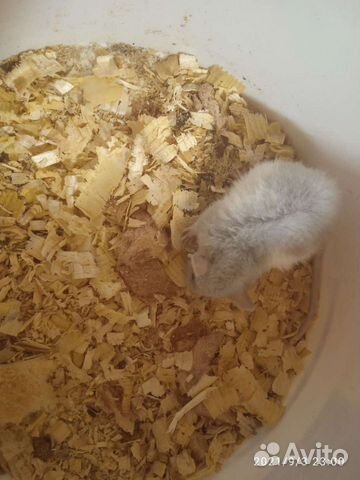 Отдам даром двух крыс