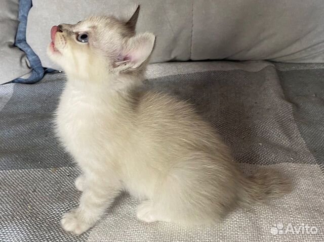 Кошечка с кровями бобтейла и тайской кошки