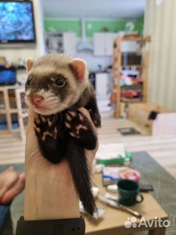 Хорек, 2 месяца, ко всему приучена