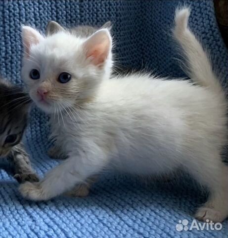 Голубоглазая крошка котенок 1,5 месяца в дар