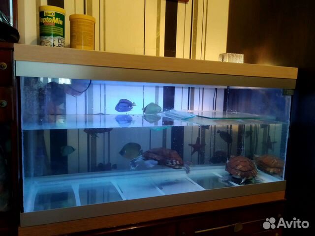 Черепахи с аквариумом