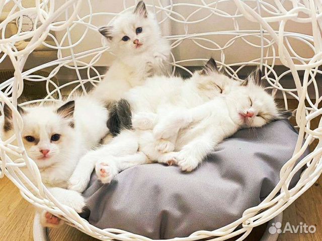 Девочки Рэгдолл