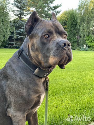 Кане Корсо в добрые руки