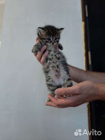 Сибирский котёнок