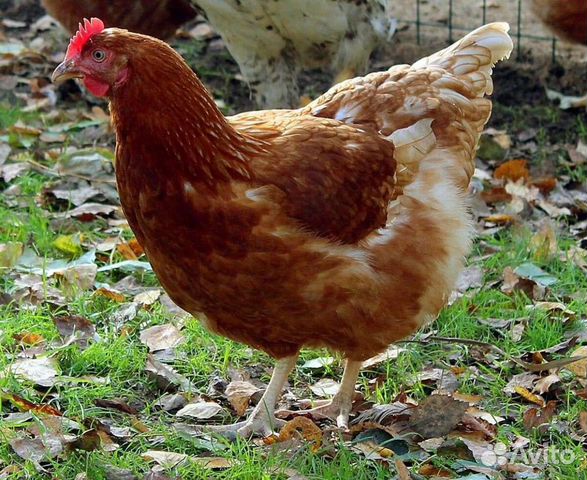 Куры несушки домашние разные породы