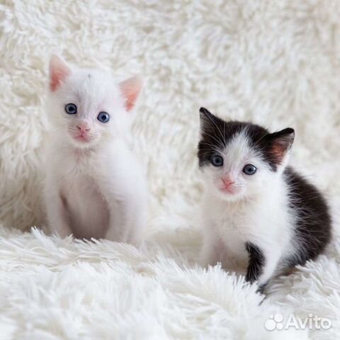 "Морские" котики