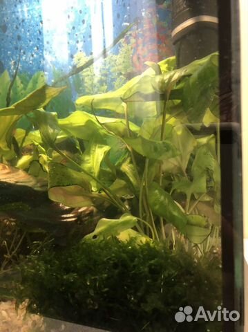 Эхинодорус отростки