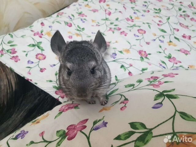 Самец шиншиллы