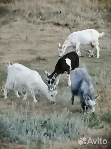 Козлята
