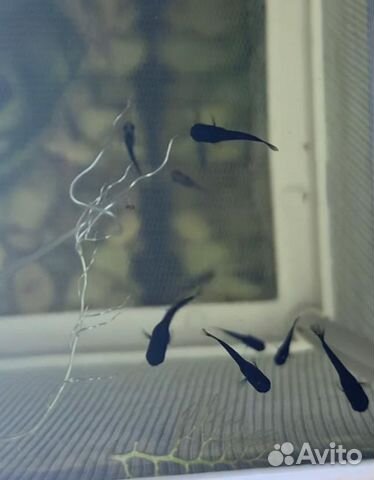 Аквариумные рыбки