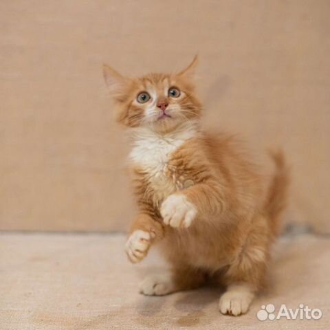 Котенок мальчик