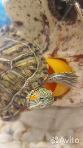 Красноухая черепаха