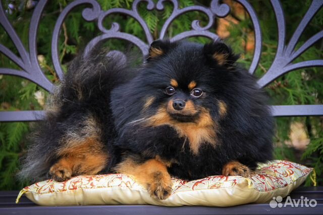 Жених ждёт невест