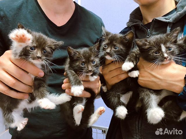 Котята в добрые руки