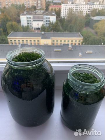 Хетоморфа и клавулярия