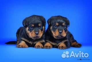Щенки ротвейлера