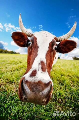 Другие животные