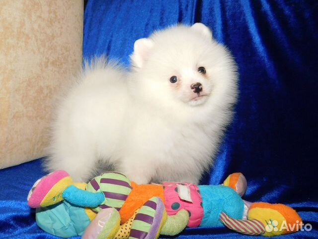 Ванечка- беленький мальчик шпица