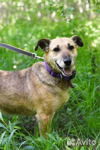 Рыжуля ждет своего Человека в приюте