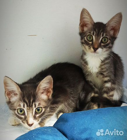 Котята в добрые руки бесплатно