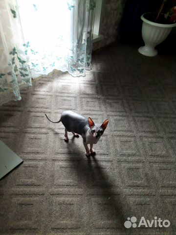 Донской сфинкс