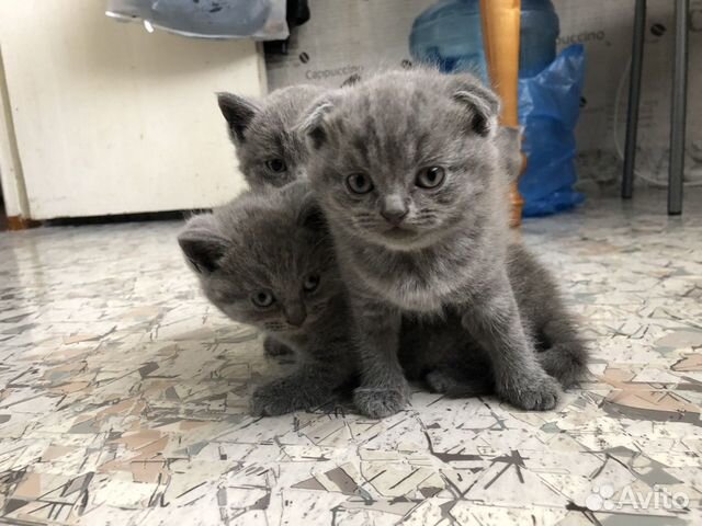 Британские котята