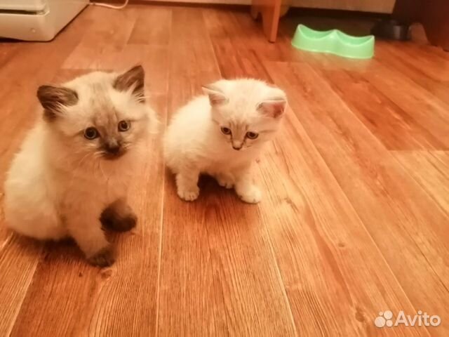 Отдам бесплатно прекрасных котяток)