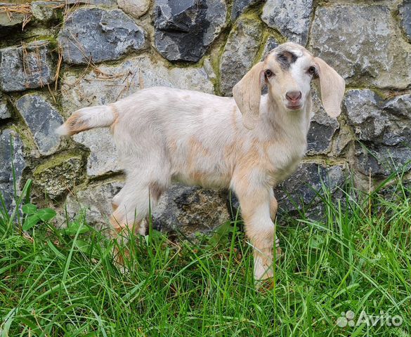 Англо-нубийский козлик